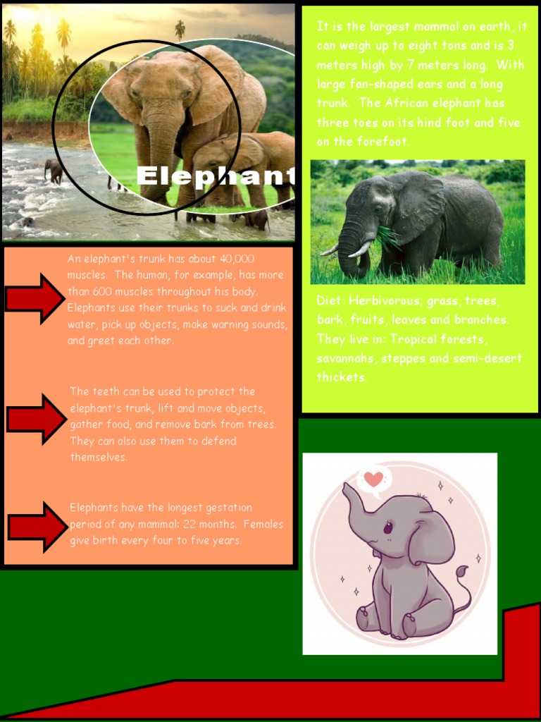 flashcard of the elephant | PDF