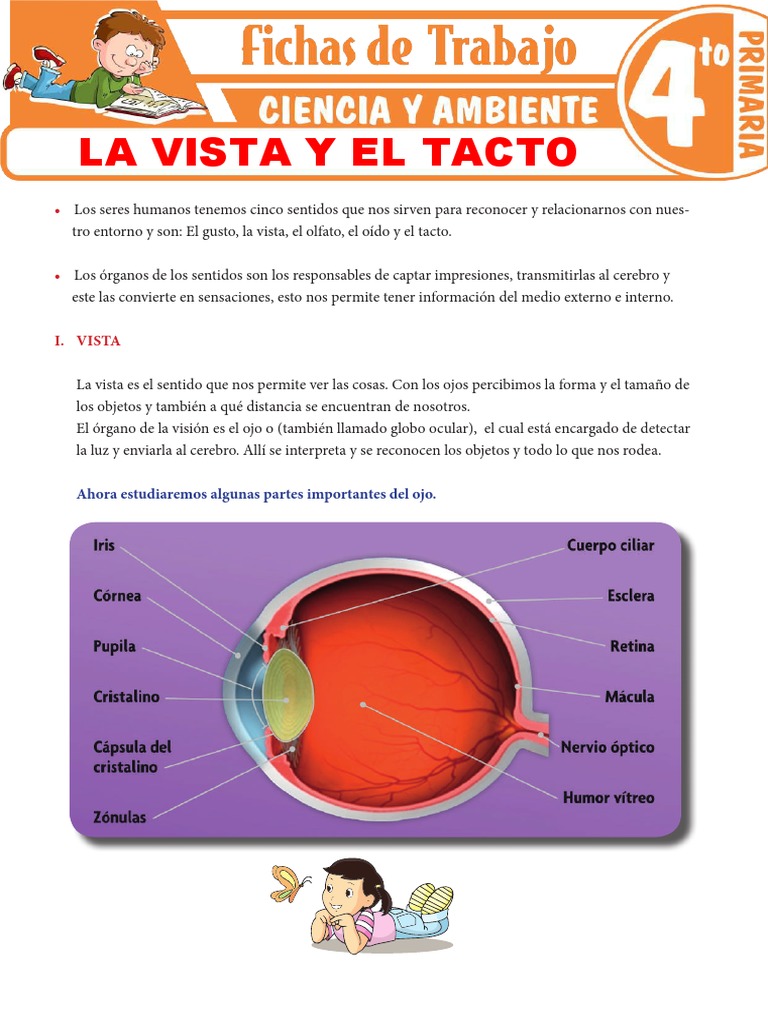 Los sentidos: La vista y el tacto | PDF | Percepción visual | Ojo