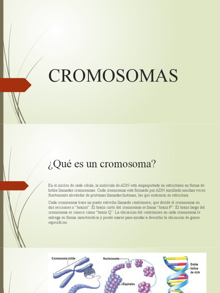¿Qué son los cromosomas? | PDF