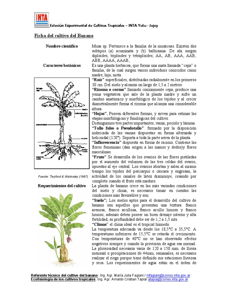 banano completo | Plantas | Botánica | Prueba gratuita de 30 días | Scribd
