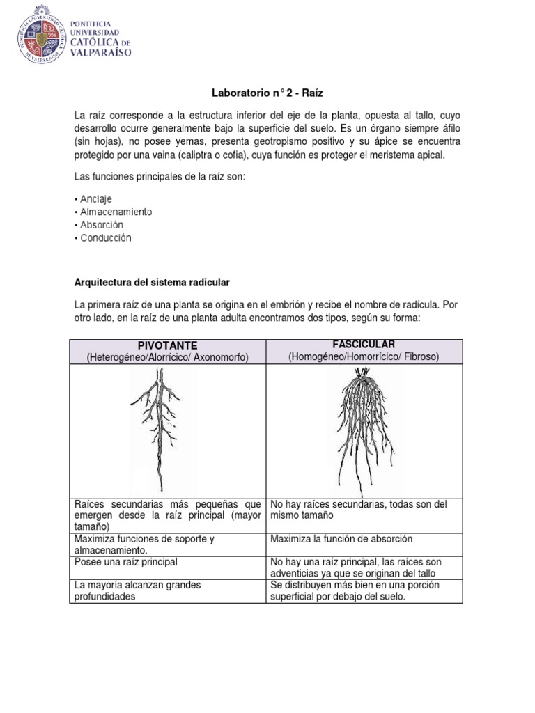 Estructura y funciones de la raíz vegetal | PDF | Raíz | Plantas