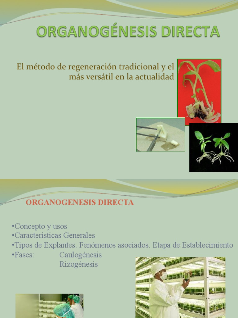 Organogénesis Directa en Plantas | PDF | Biología