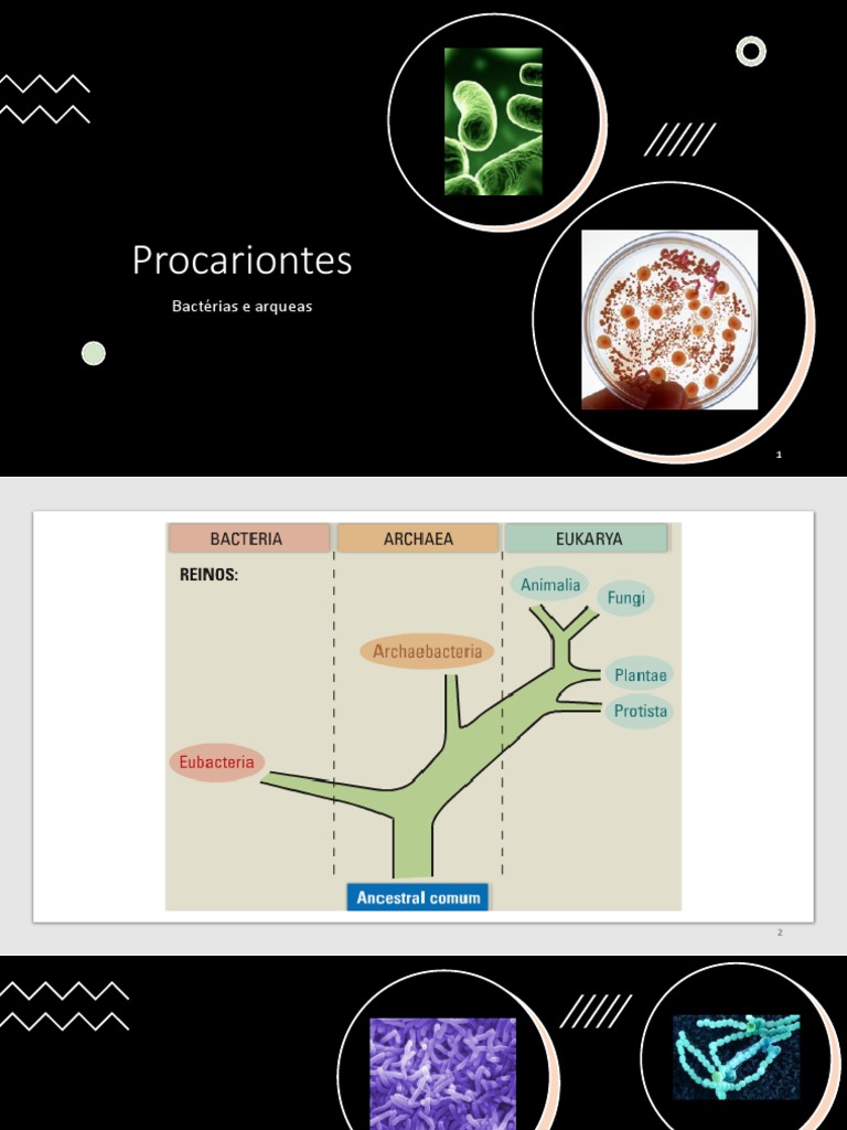 Capítulo 14 - Procariontes | PDF | Célula (Biologia) | Procarionte