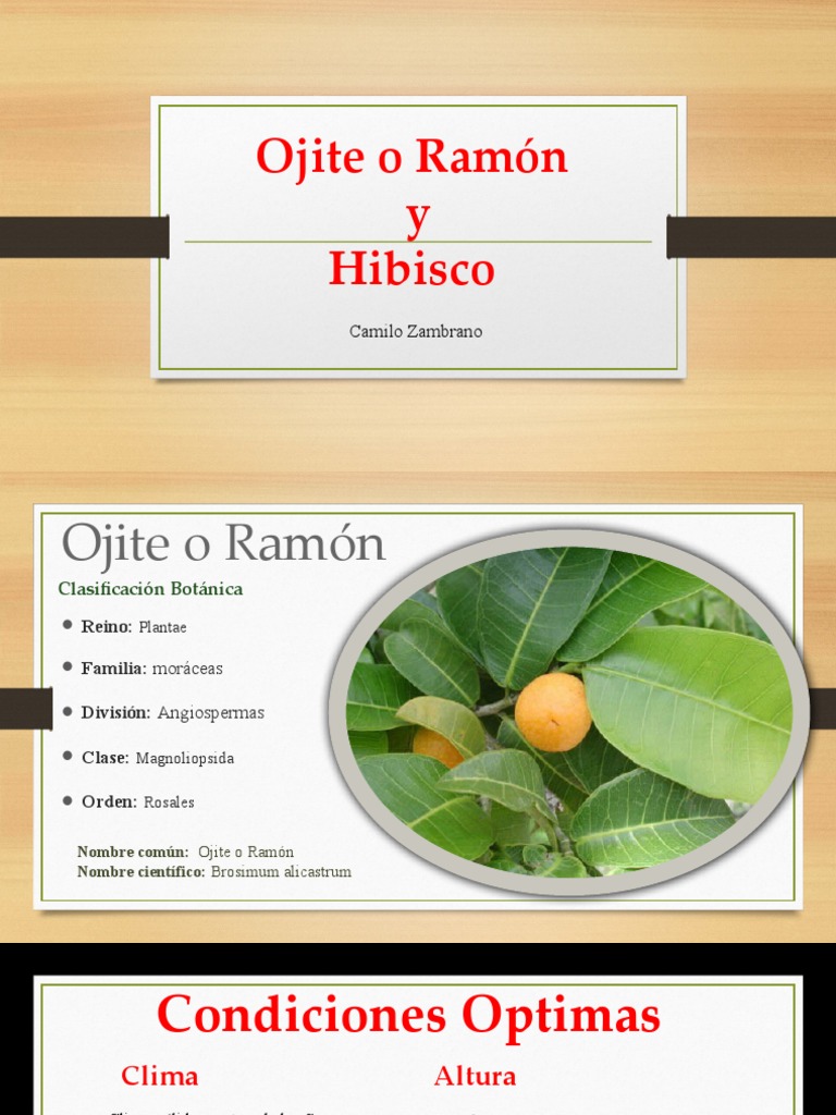 Ojite o Ramón y Hibisco: Camilo Zambrano | PDF | Suelo | Nutrición