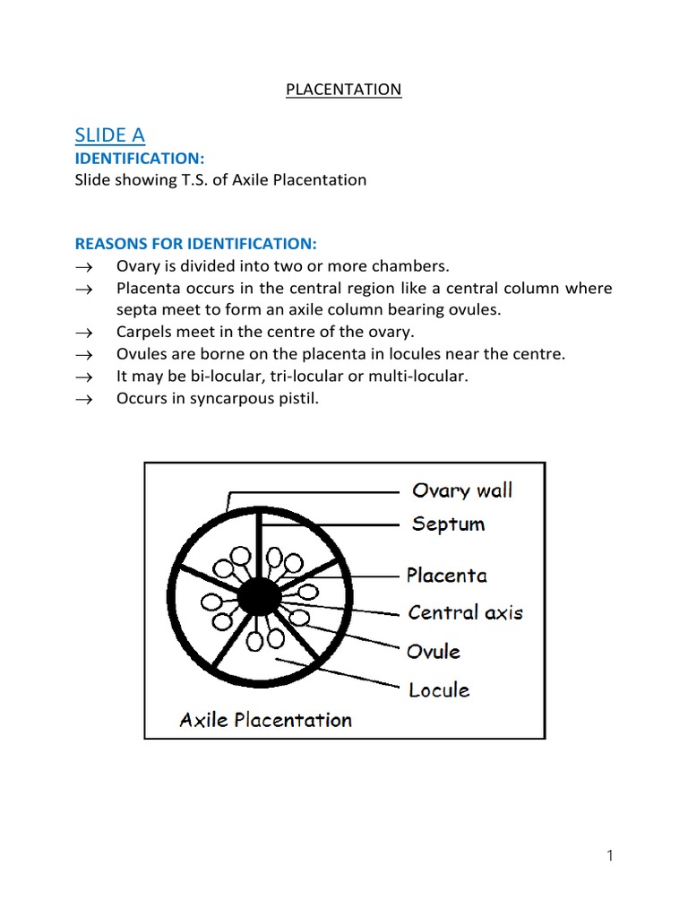 IDENTIFICATION - PLACENTATION | PDF