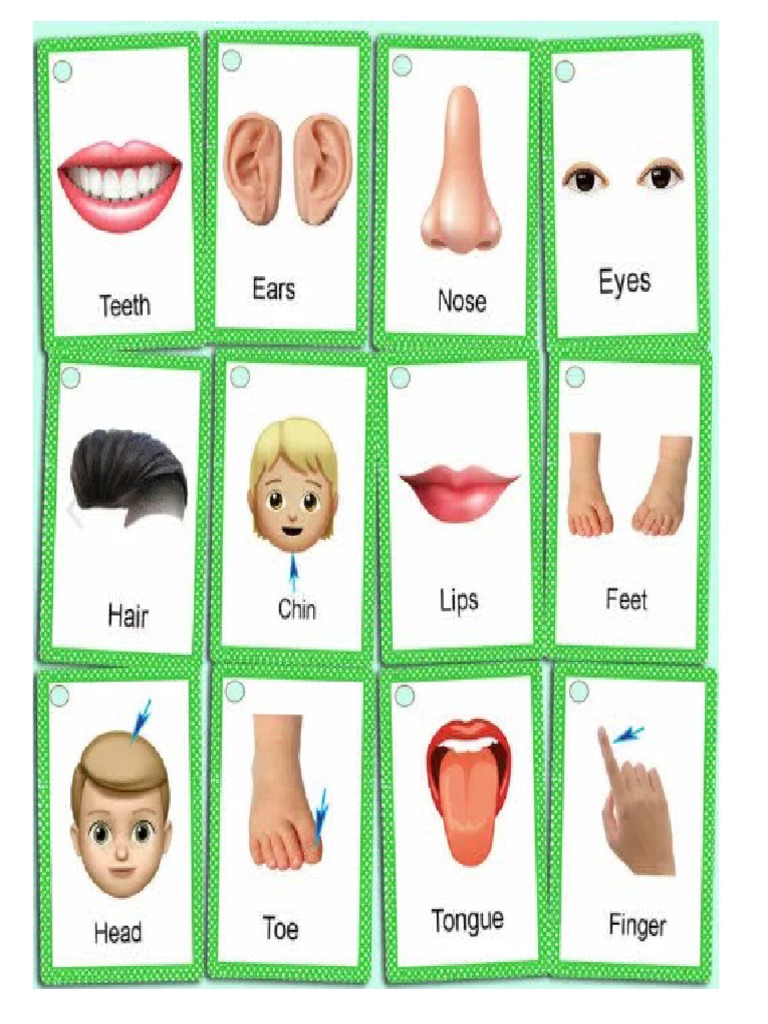 My Body Flashcards | PDF