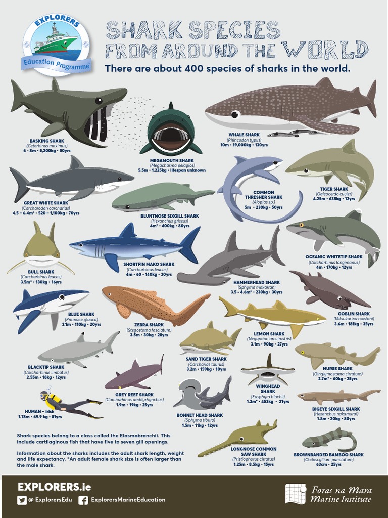 Explorers Shark Species poster | PDF | Sharks | Aquatic Animals