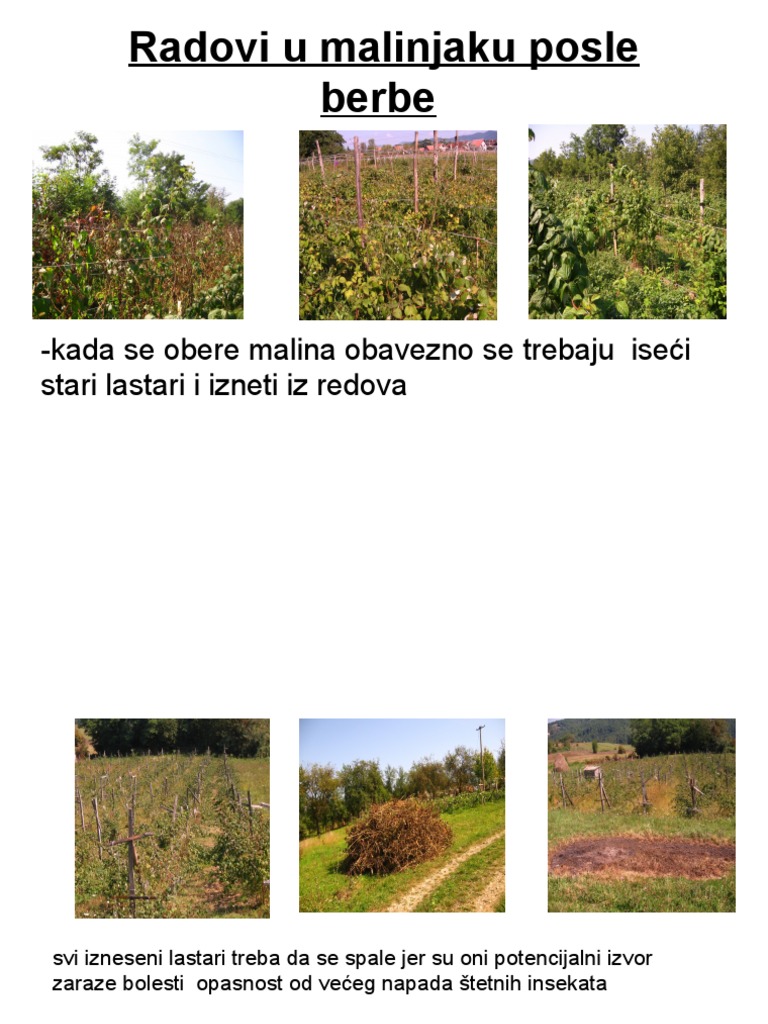 Radovi Posle Berbe | PDF