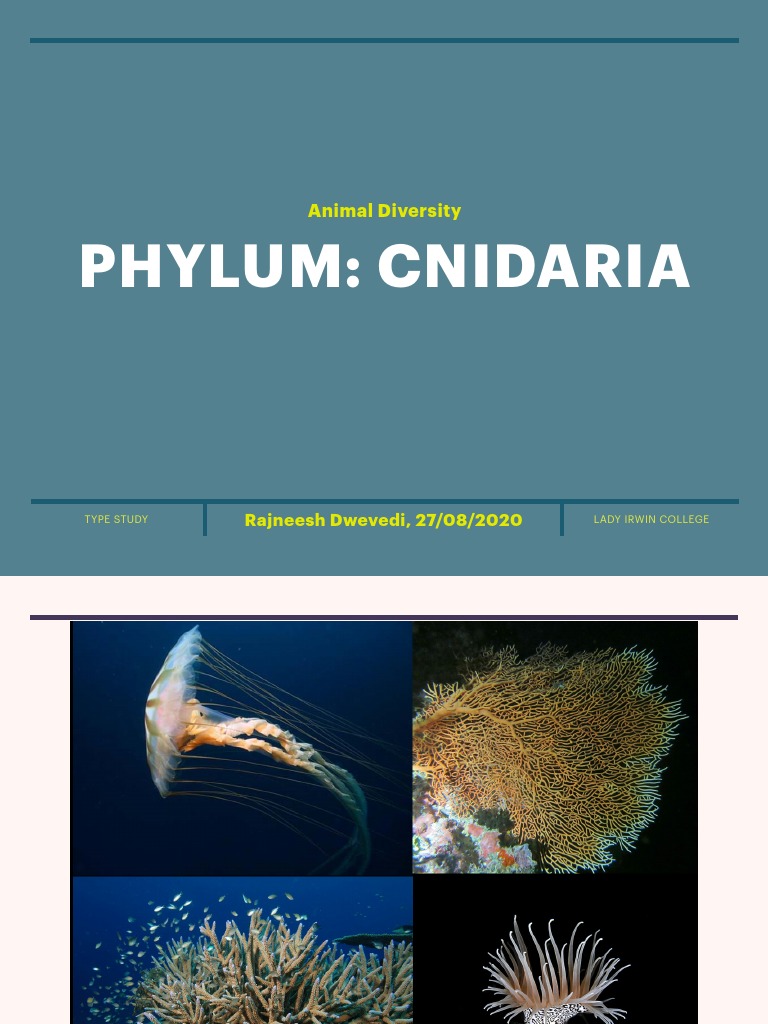 Cnidaria Phylum Overview and Coral Reefs | PDF | Home & Garden | Wellness