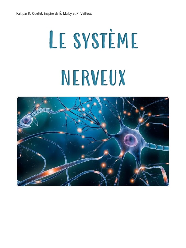 Comprendre le Système Nerveux Humain | PDF | Nerf | Système nerveux