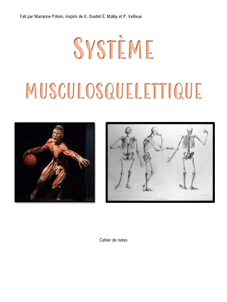 Guide du Système Musculosquelettique | PDF | Muscle squelettique | Os