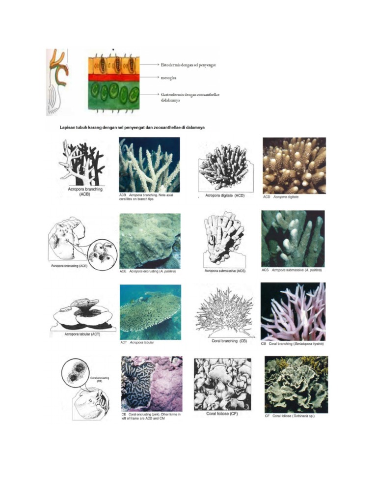 Gambar Life Form Karang & Zooxanthellae | PDF