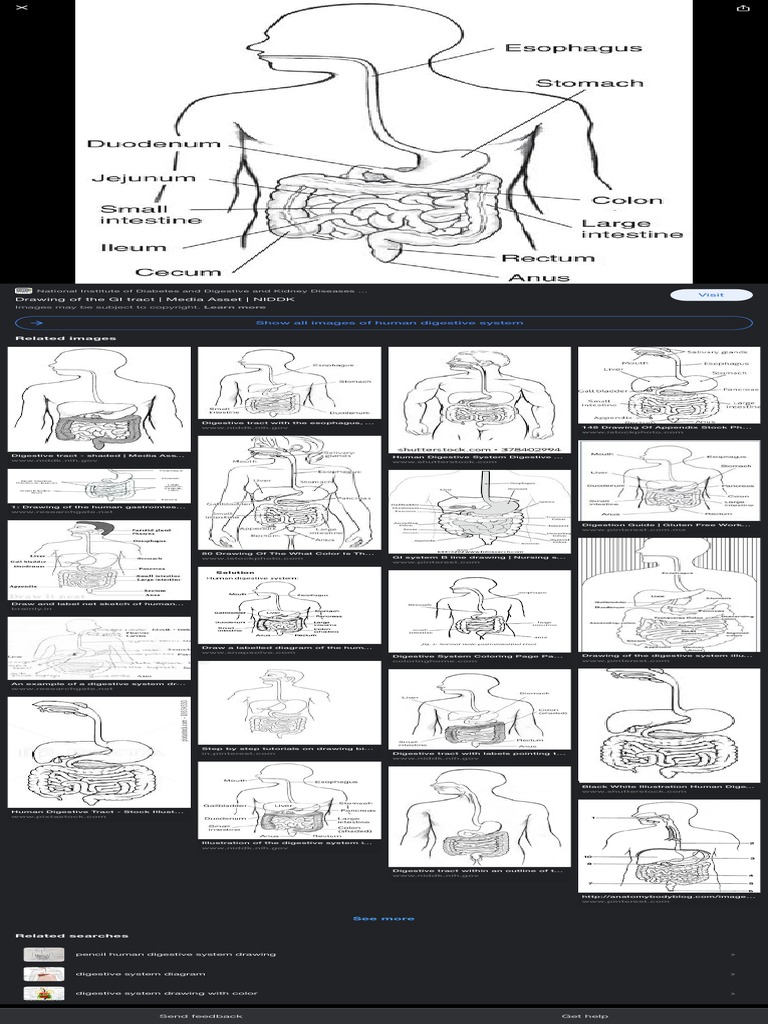 Digestive System Drawing