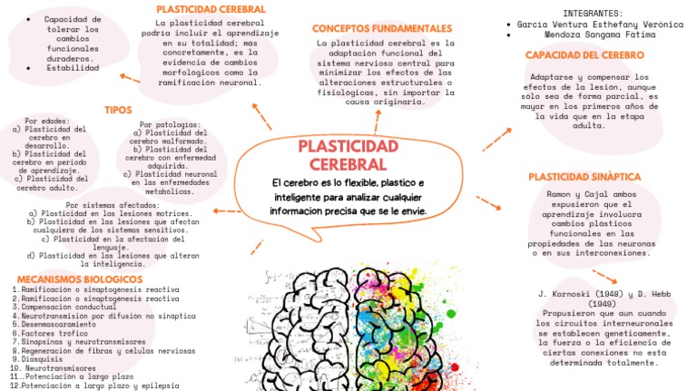 Plasticidad Cerebral-Organizador | PDF | Neuroplasticidad | Cerebro