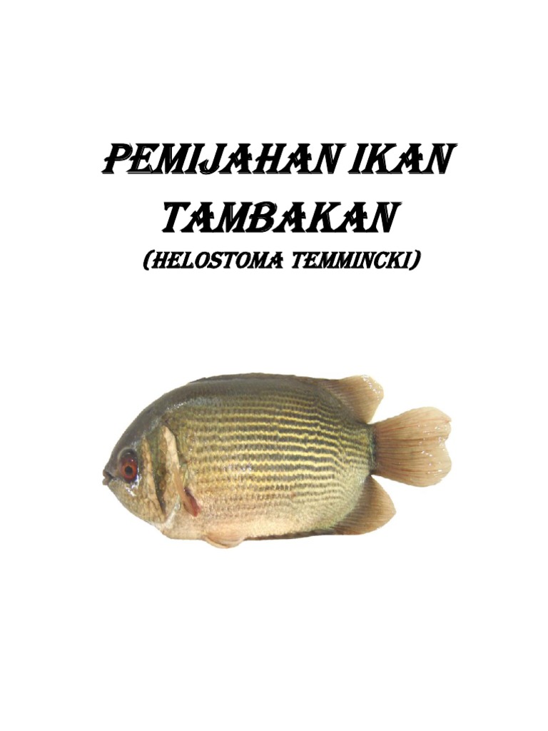 Pemijahan Ikan Tambakan (Helostoma) | PDF