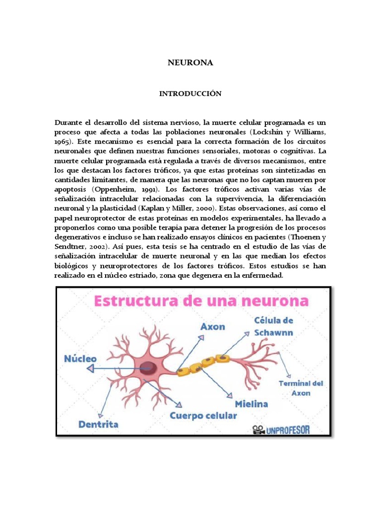 Vanesa Anabel Jorge Acevedo Neurociencia | PDF | Neurona | Sinapsis