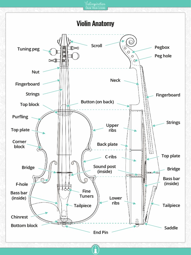Violin Anatomy - Set of 3 Posters | PDF | Music Technology | Chordophones