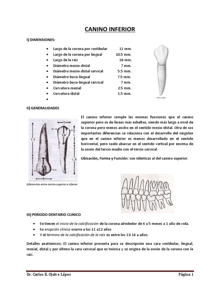 CANINO INFERIOR_d1f74db70136ad92c199caaffc7b401a | PDF