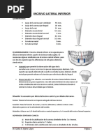 Resumen Canino Inferior | PDF | Anatomia dental | Ramas de Odontología
