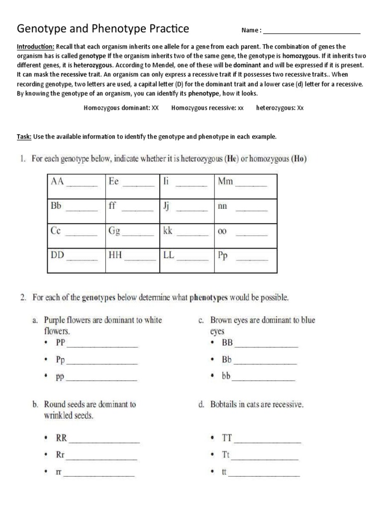Genotype and Phenotype Worksheet | PDF | Dominance (Genetics) | Genotype