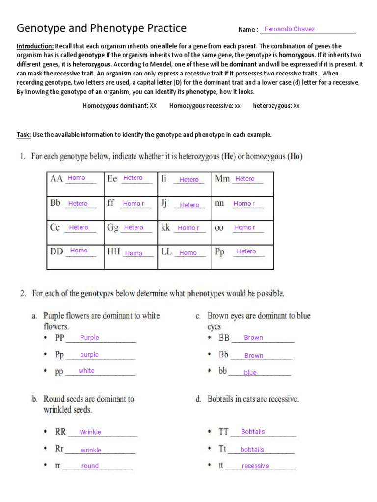 Kami Export - Genotype Phenotype Worksheet | PDF | Dominance (Genetics) | Zygosity