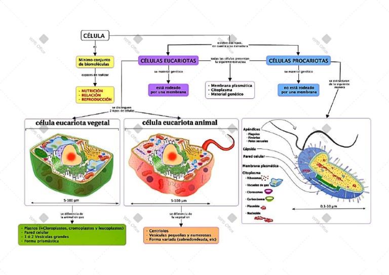 Tipos Celulares | PDF