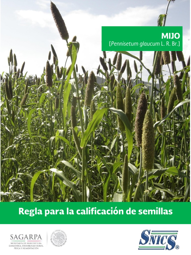Mijo | PDF | Semilla | Agricultura