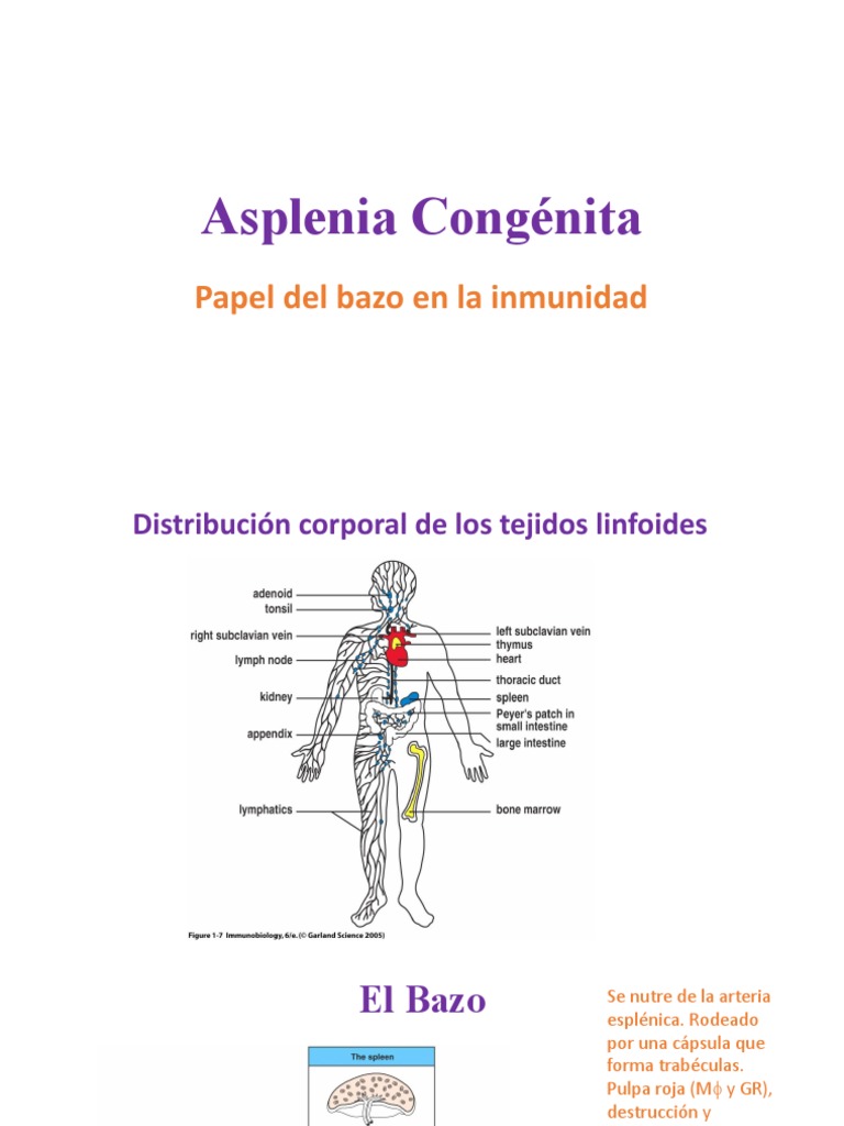 Asplenia Congénita | PDF | Bazo | Microbiología