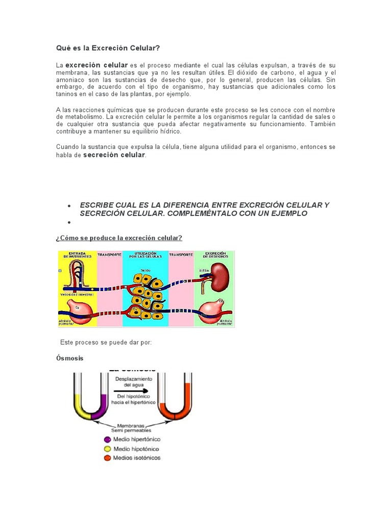Excreción celular: proceso y tipos | PDF | Excreción | Ósmosis