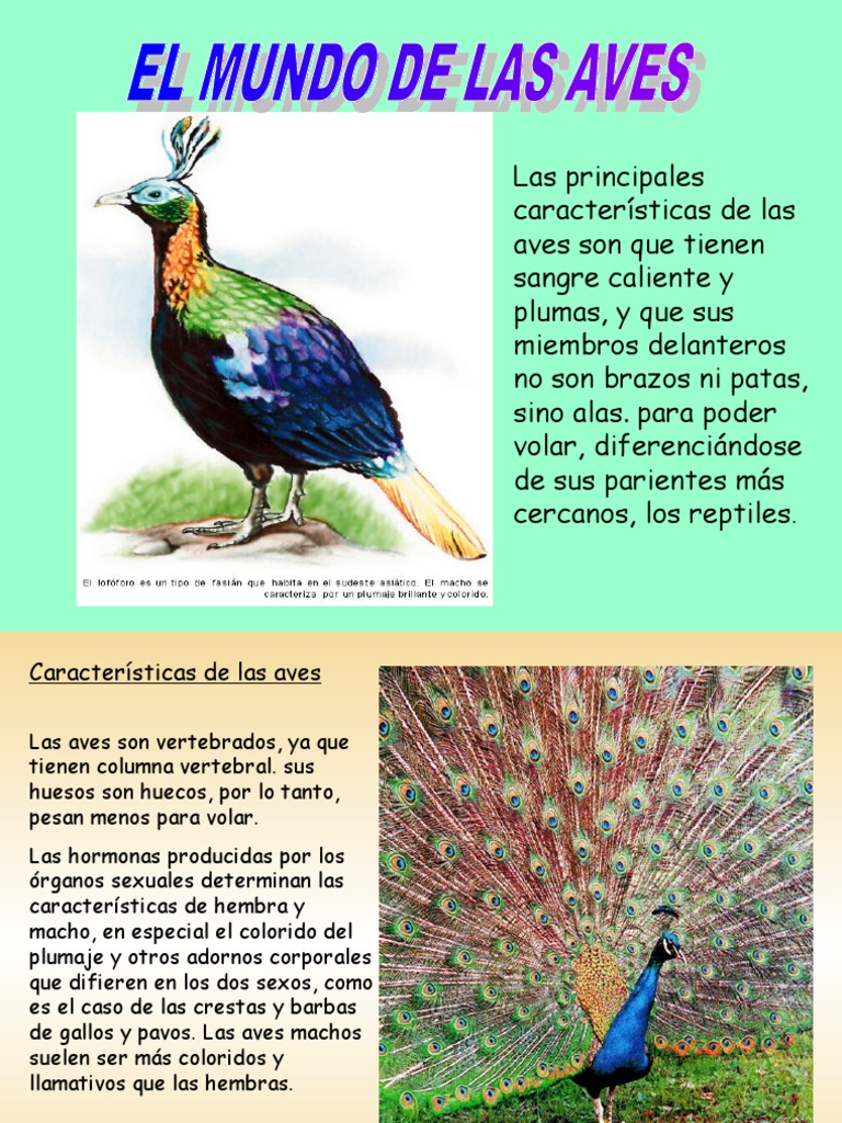 Las Aves | PDF | Aves | Ornitología