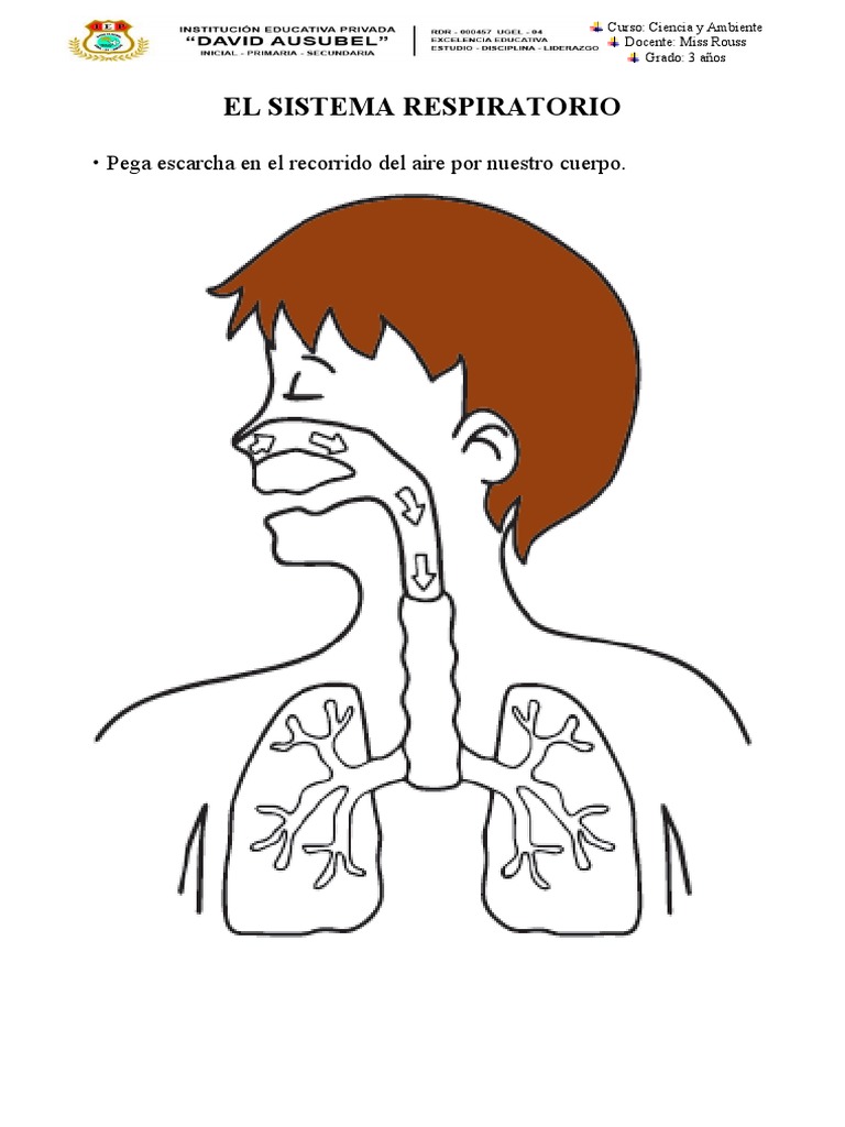 El Sistema Respiratorio | PDF