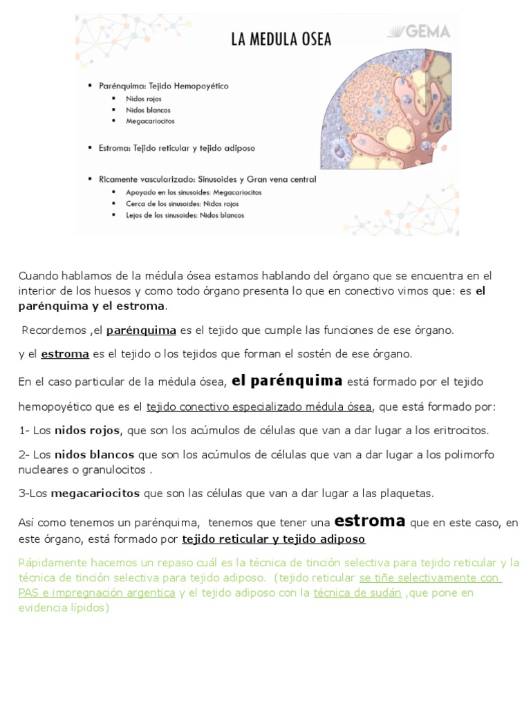 Medula Osea Completo! | PDF | Ciencia y matemáticas