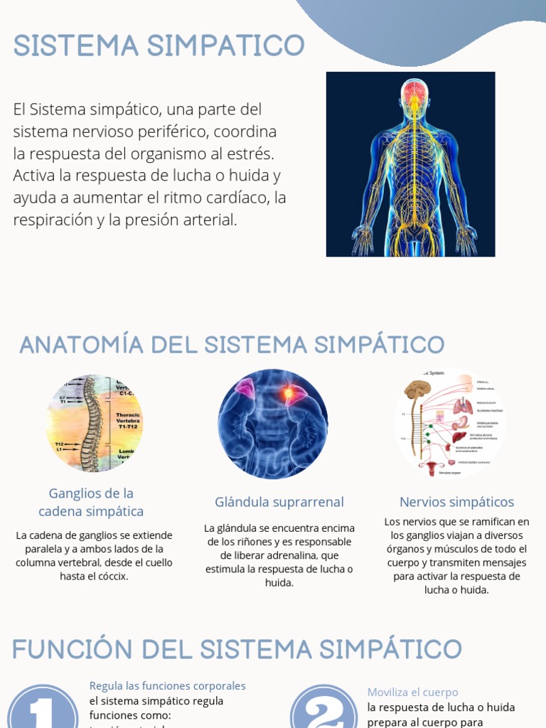 Sistema Simpatico | PDF | Respuesta de lucha o escape | Glándula ...