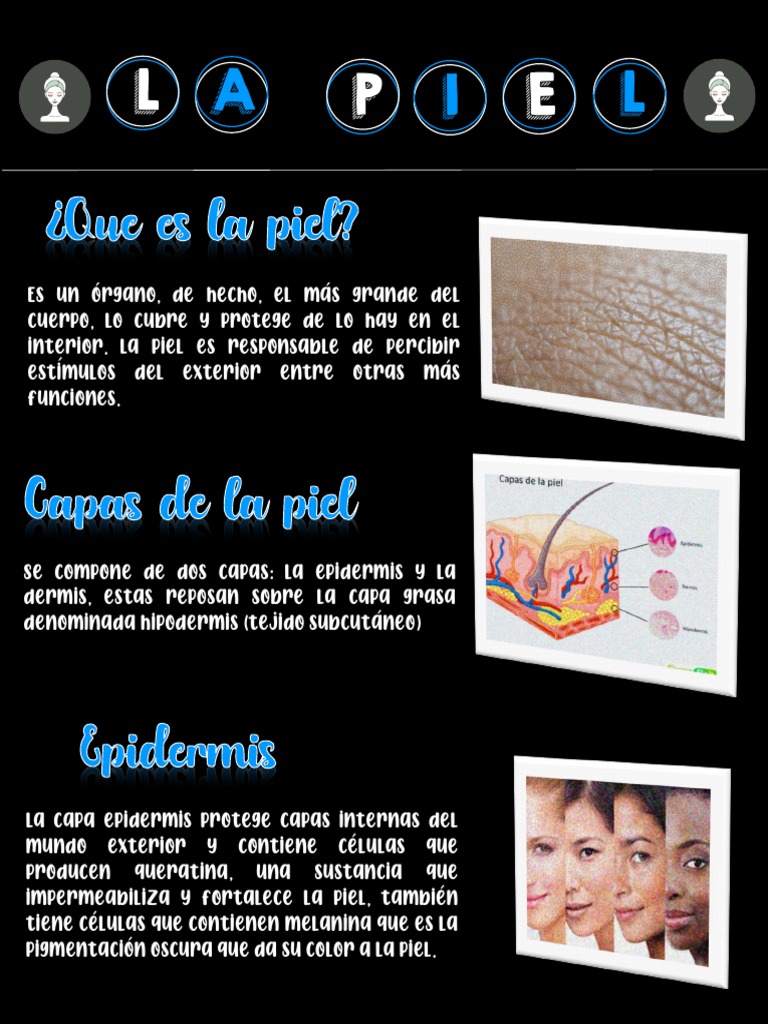 La Piel Descargar Gratis Pdf Piel Anatomía