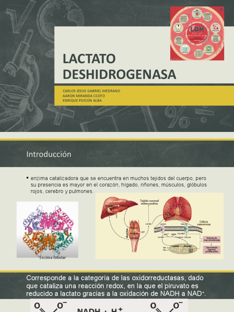 Lactato Deshidrogenasa .. | PDF | Lactato deshidrogenasa | Medicina