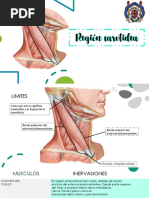 (Anatomía) Triángulos de Pirogoff y Béclard | PDF | Medicina CLINICA ...