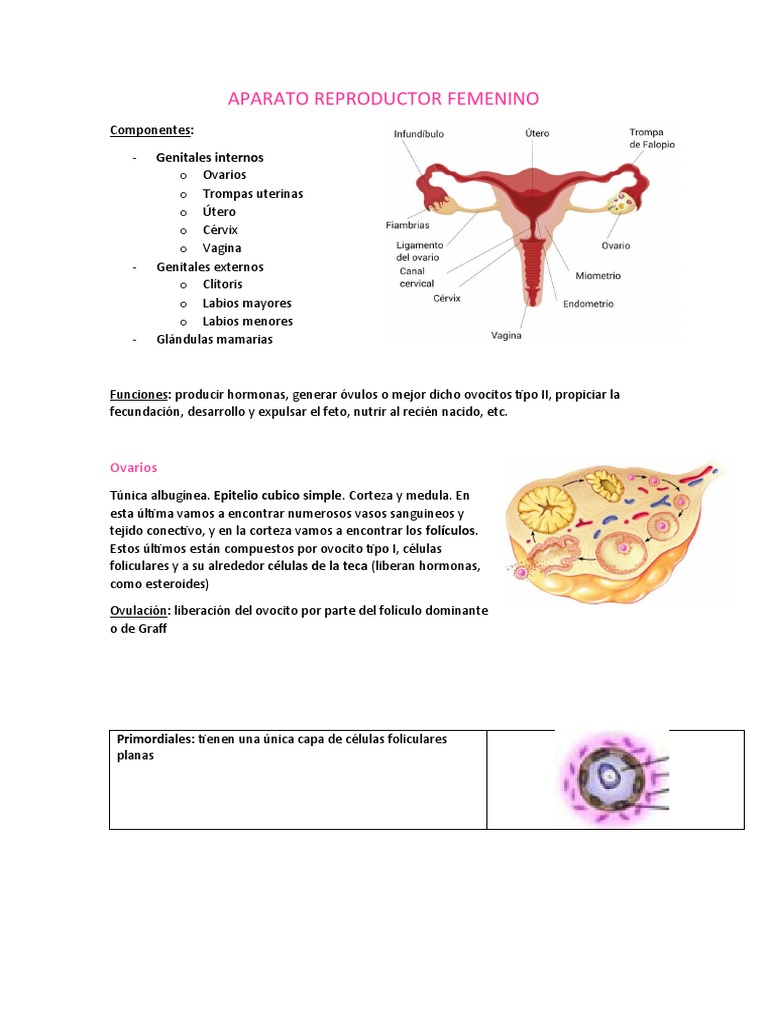Aparato Reproductor Femenino | PDF | Ciclo menstrual | Ovario