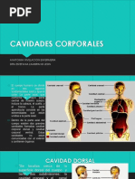 Cavidades del Cuerpo Humano y sus Órganos | PDF | Términos anatómicos ...