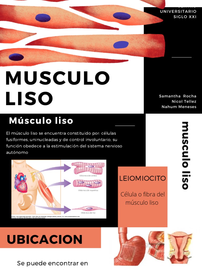 Musculo Liso | PDF