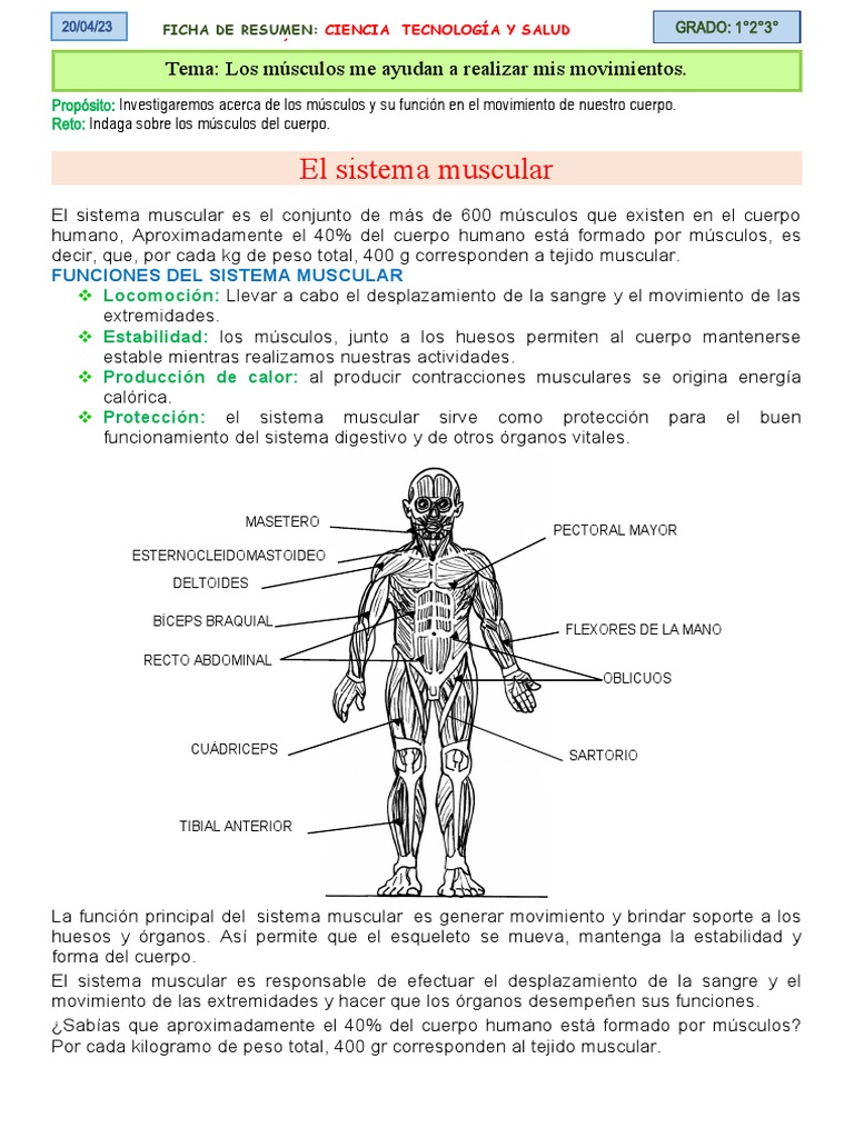 El Sistema Muscular: Tema: Los Músculos Me Ayudan A Realizar Mis ...