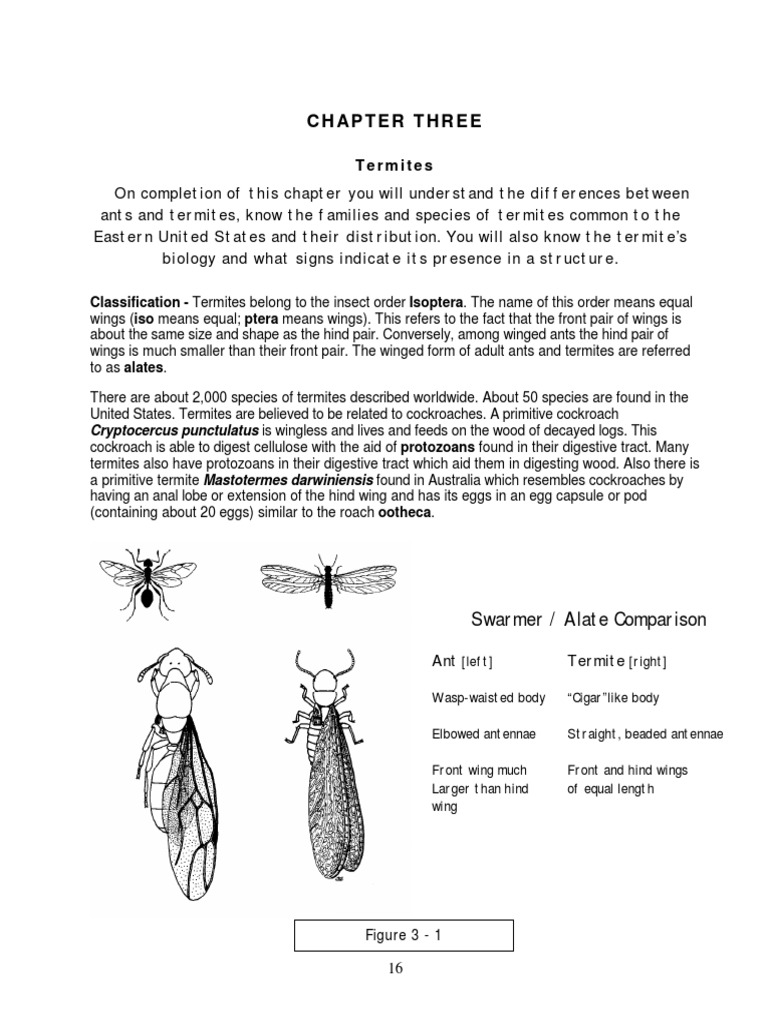 Chapter Three: Termites | PDF | Eusociality | Insects