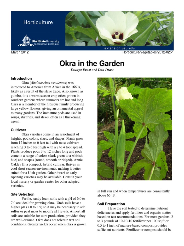 Okra in The Garden | PDF | Legume | Soil