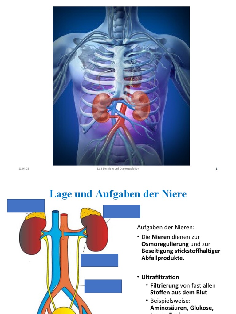 11.3 Die Niere Und Osmoregulation-2022 | PDF