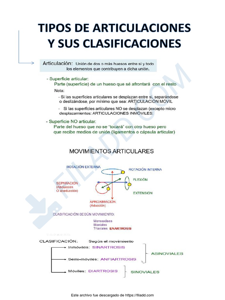 Articulaciones y Su Clasificacion | PDF | Articulación | Anatomía
