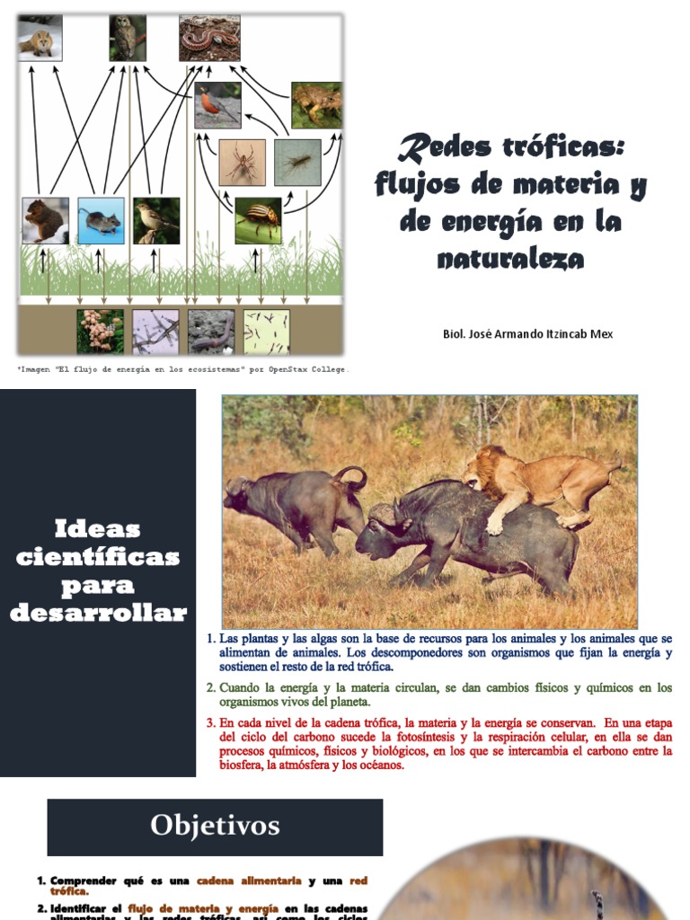 Redes Tróficas: Flujos de Materia y de Energía en La Naturaleza | PDF ...