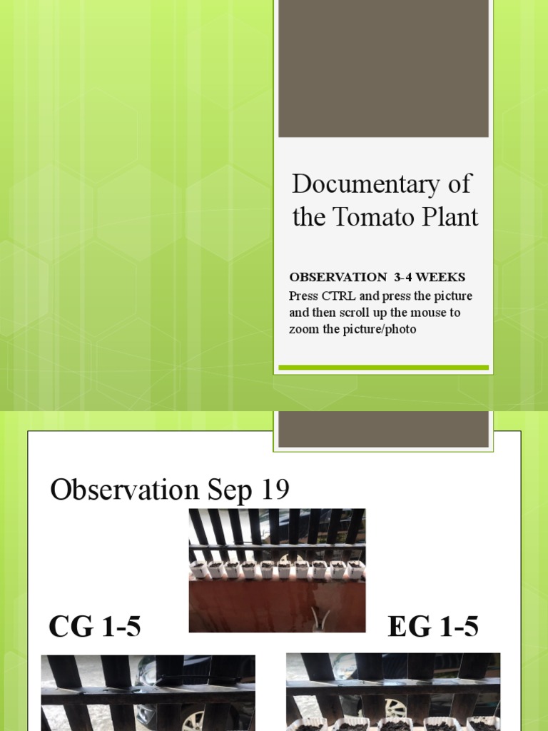 Documentary of The Tomato Plant: Observation 3-4 Weeks | PDF
