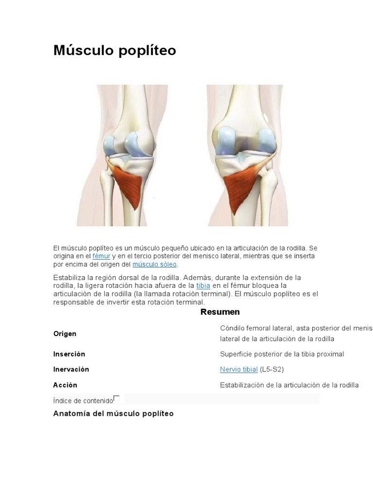Función e inserción del músculo poplíteo | PDF | Rodilla | Articulaciones