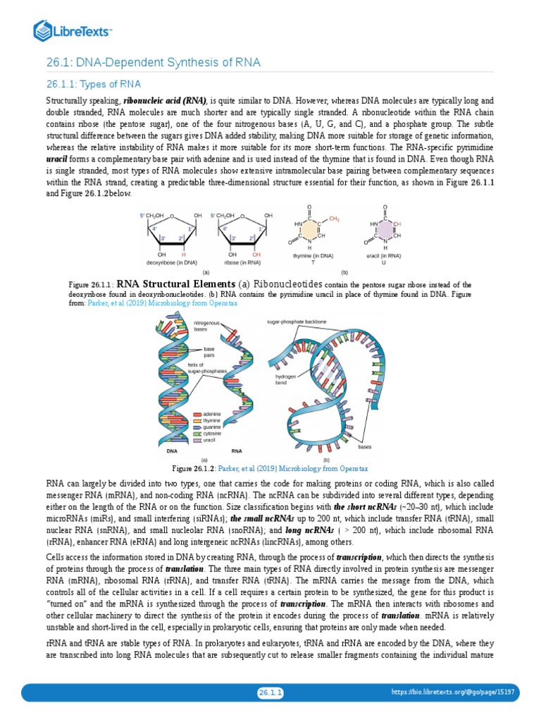 26.01 DNA-Dependent Synthesis of RNA | PDF