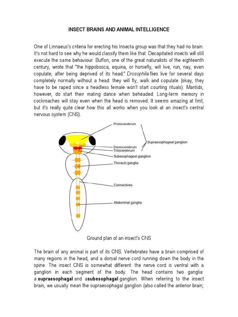 Insect-Brains-and-Animal-Intelligence | PDF
