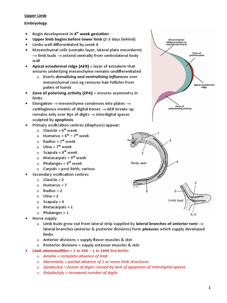 Upper Limb Anatomy | PDF | Thumb | Arm